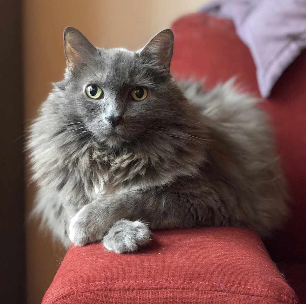 Fuzzy Murder Machines – Shannon Frost Greenstein