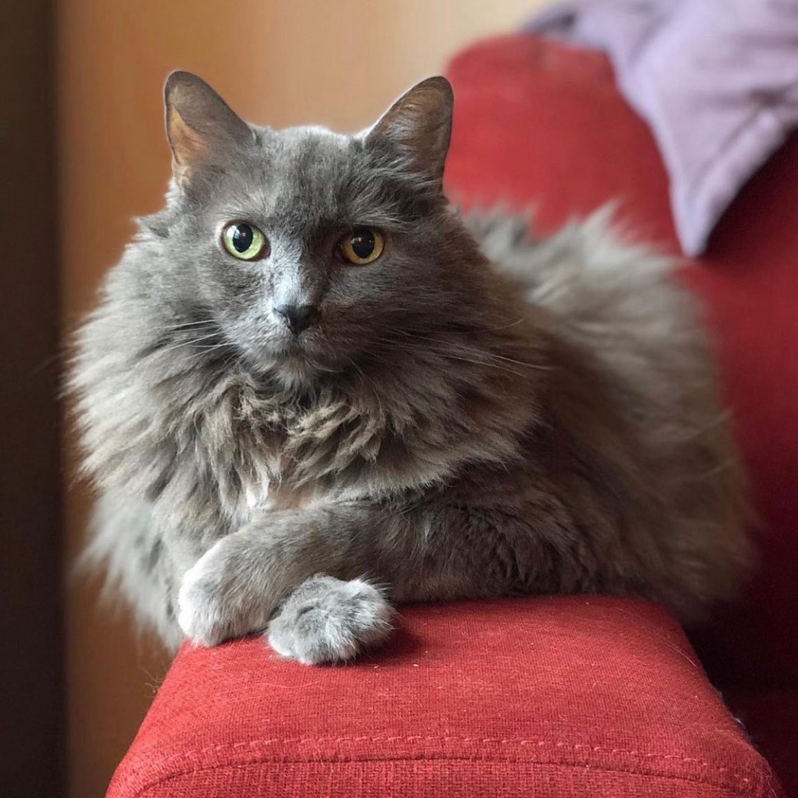 An Elegy Concerning Bokonon and the Ecstasy of Mud – after Kurt ...